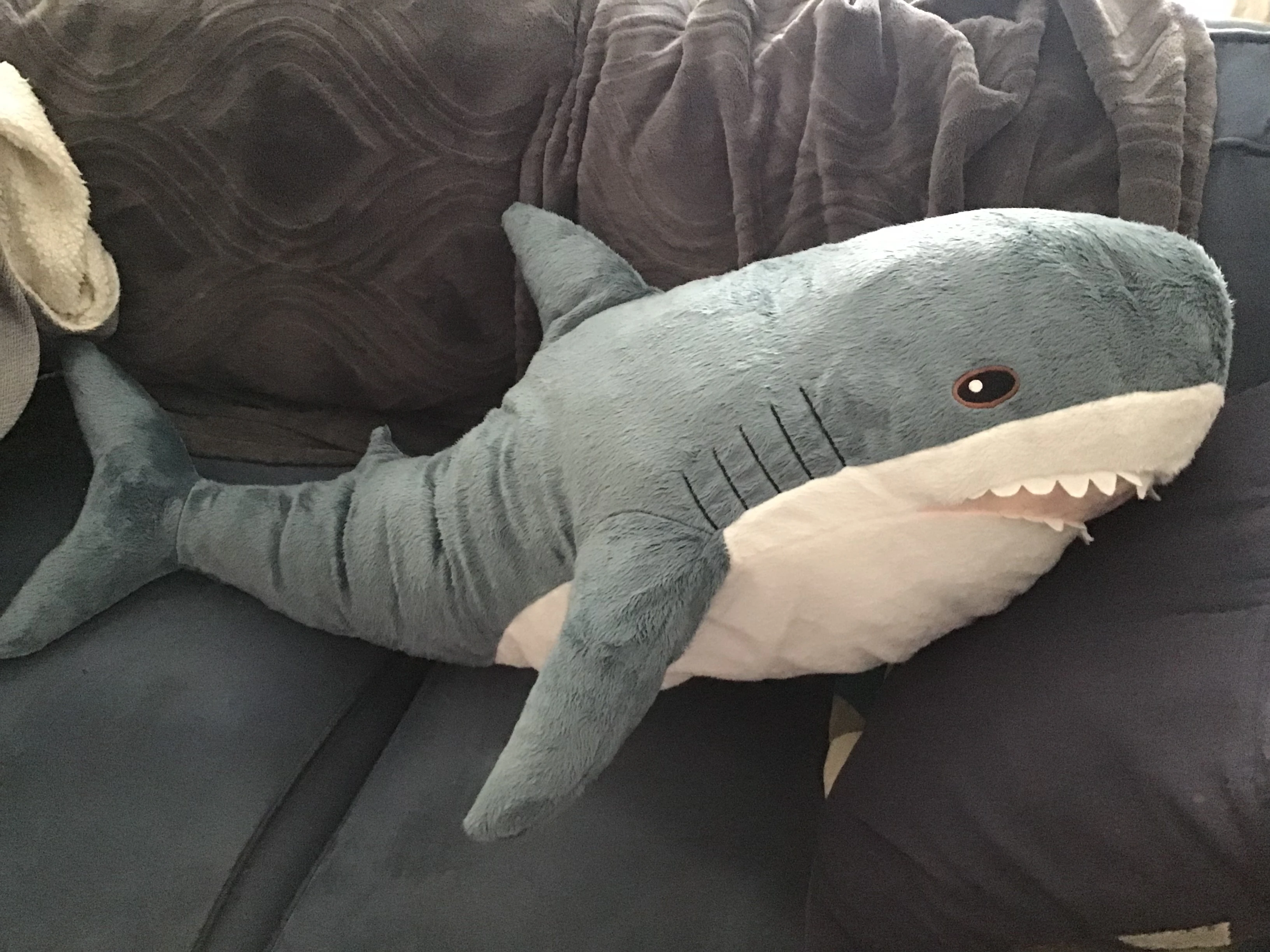 Meet my new shark! | Fandom