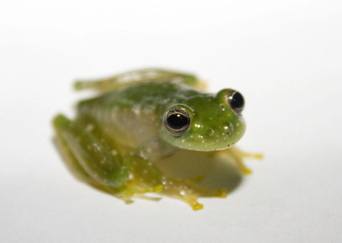 Powdered Glass Frog | 3primetime3 Wiki | Fandom