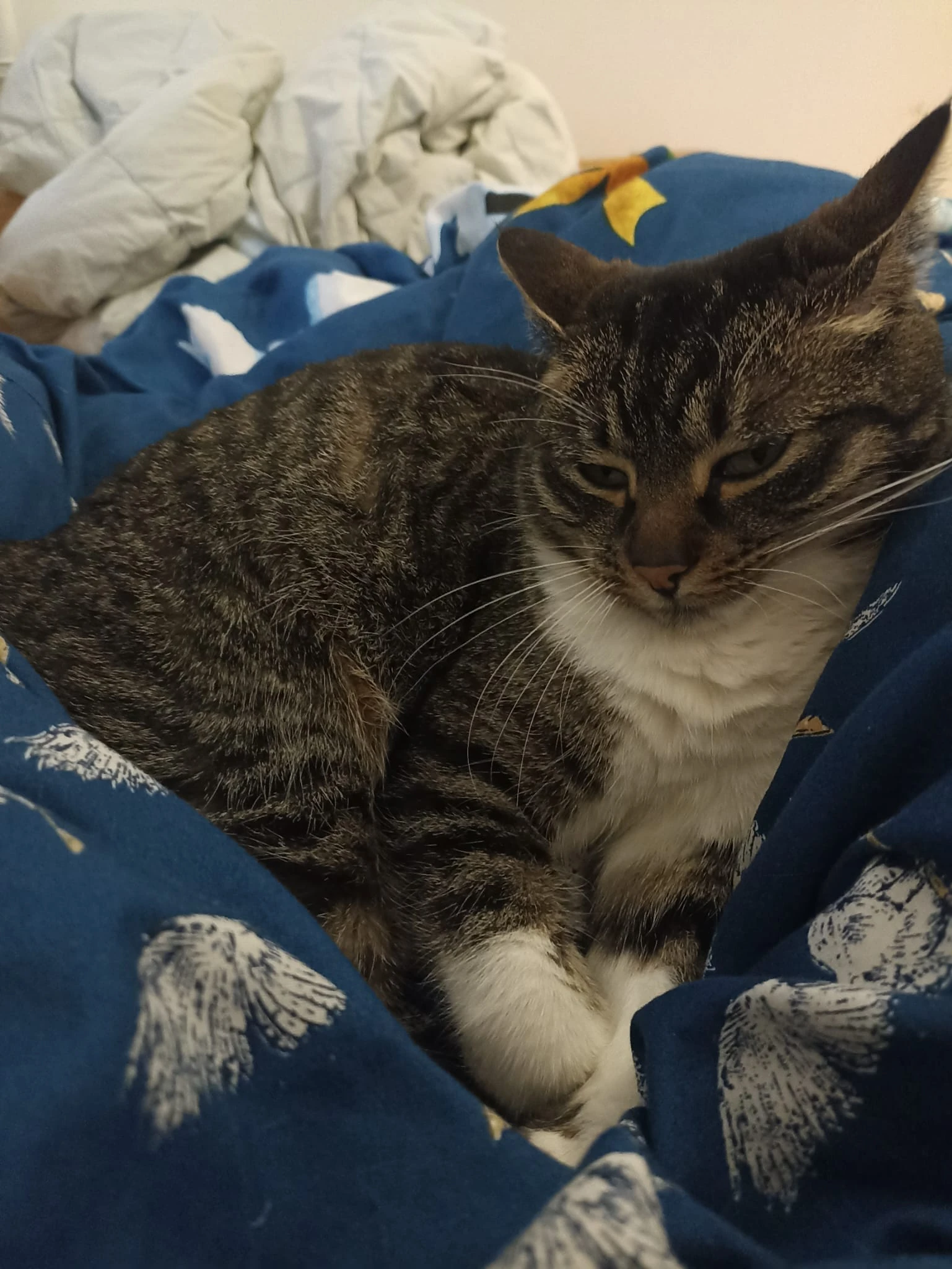 Daily Cat Image #692 | Fandom