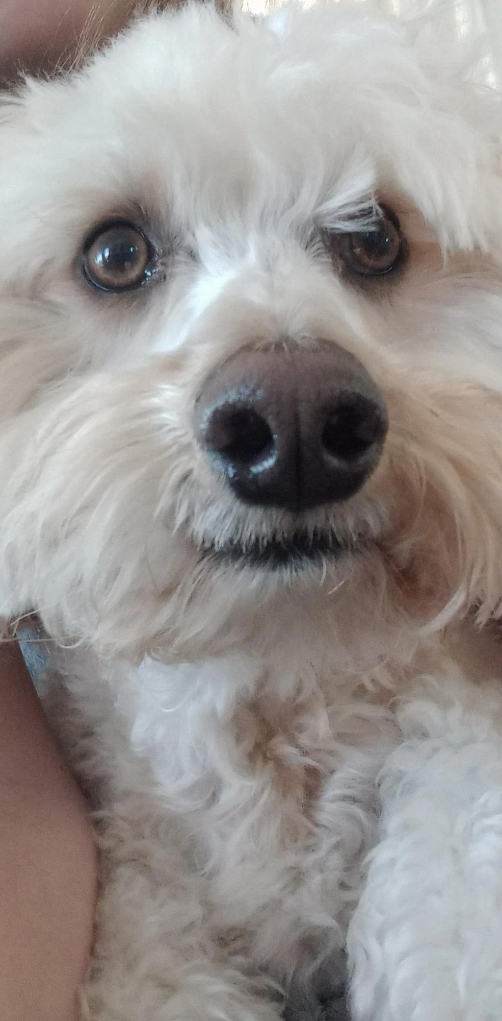 Look at my Dawg | Fandom