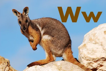 Which one should be the next alphabetimal that starts with W on the ...