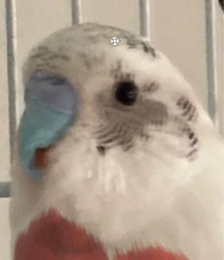 give me an unscary image and I’ll try my best to turn it into a mibu ...