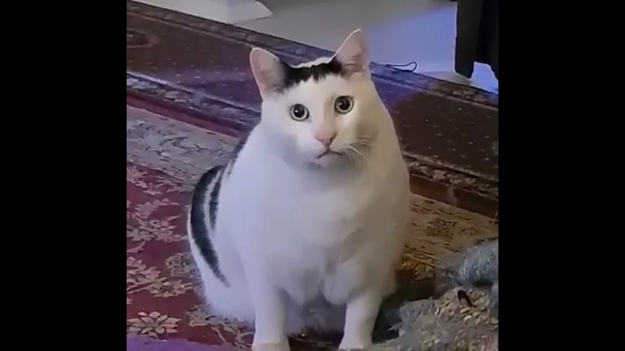 Daily Dose of Cats #76 [COMEBACK] | Fandom