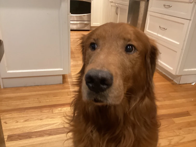 This is my dog | Fandom