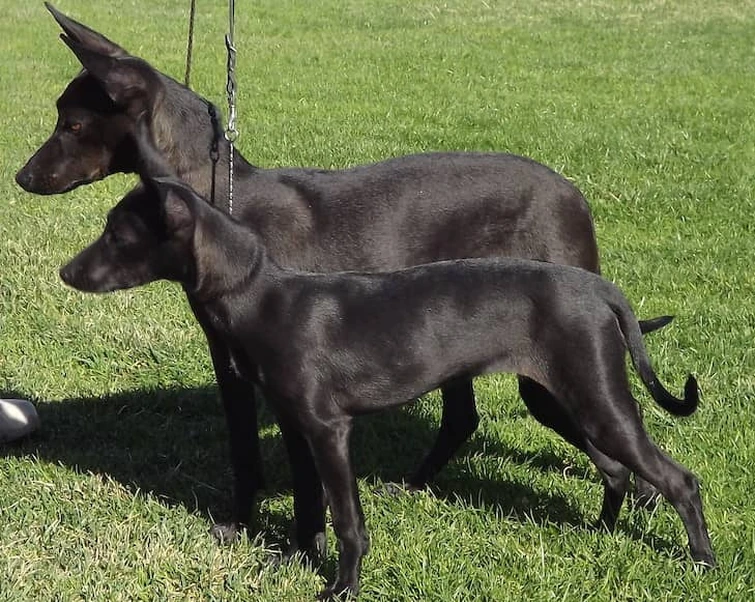 Discuss Everything About Pound Puppies 2010 Wiki | Fandom