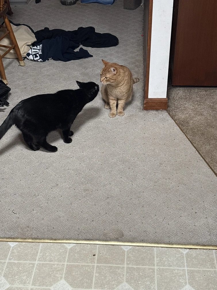 Official Saarvinn Chat Thread | Fandom