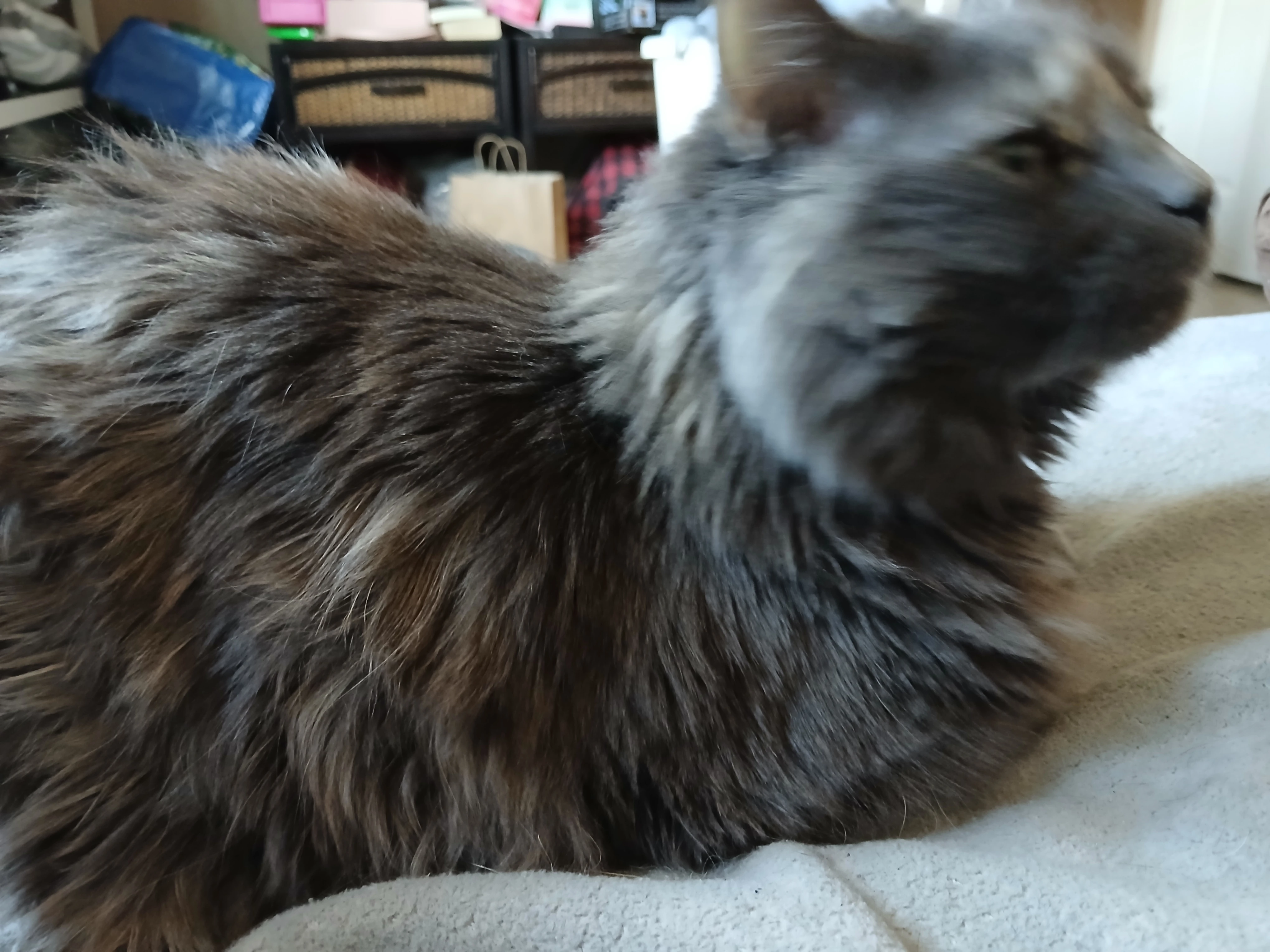 Cat | Fandom
