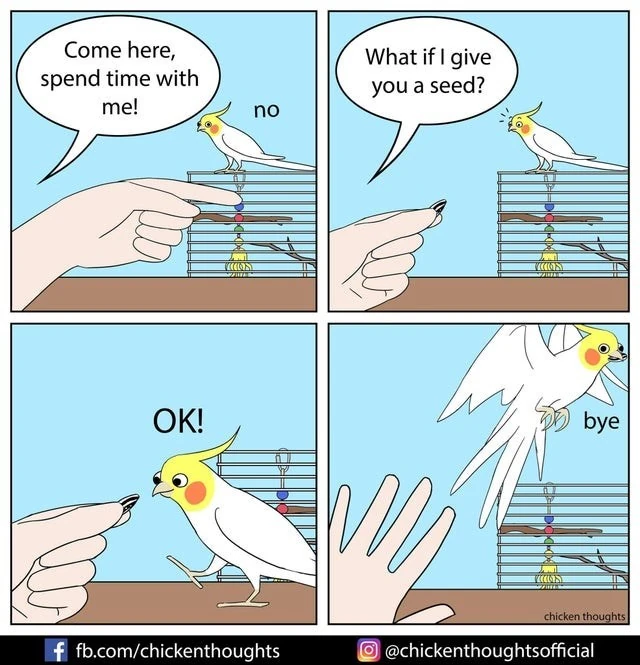 Chicken thoughts 3 | Fandom