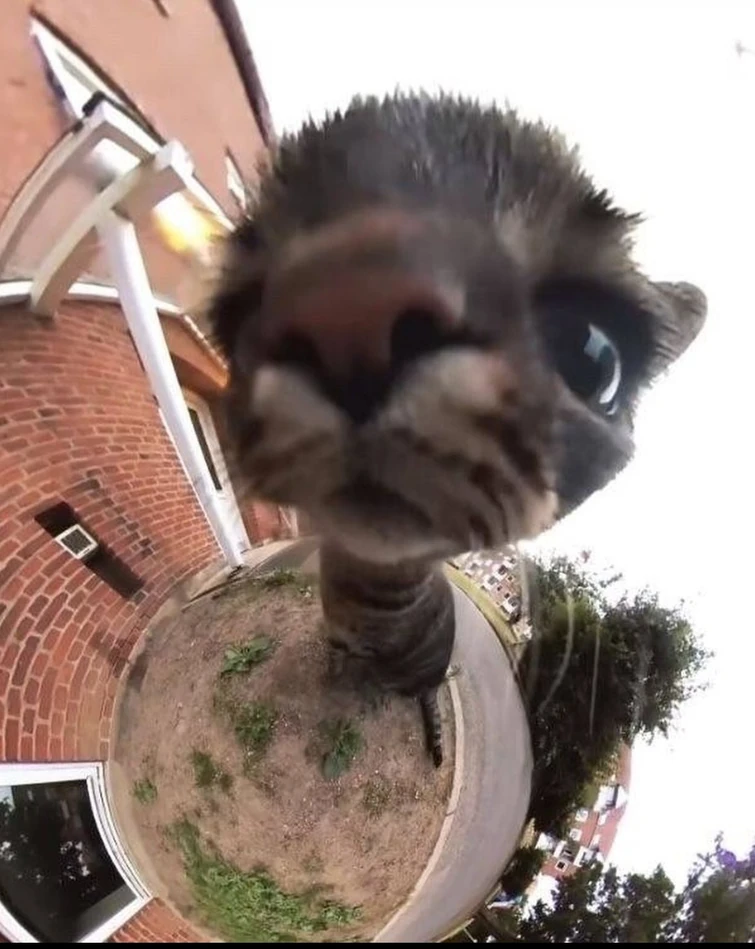 trading gt shara for any good ghosty! | Fandom