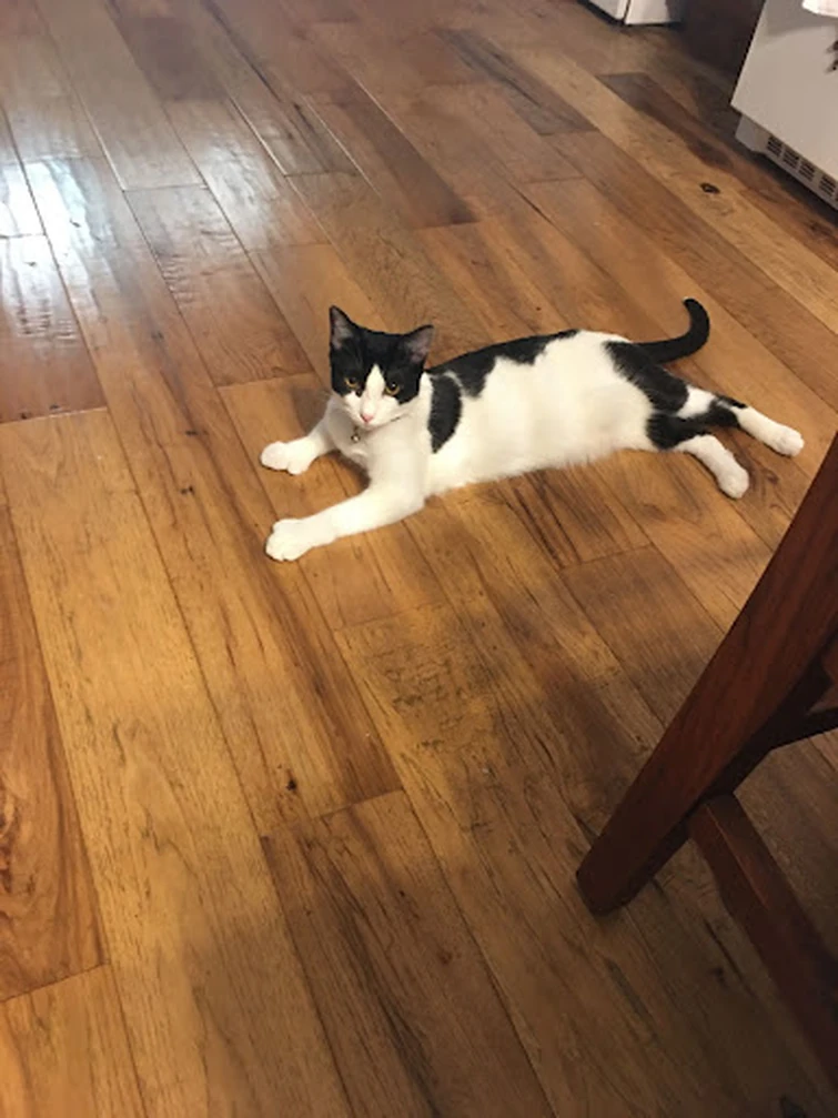 crappy kit ideas | Fandom