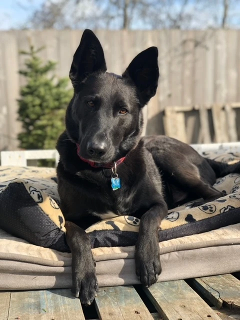 Do you guys wanna see a very good boi? | Fandom