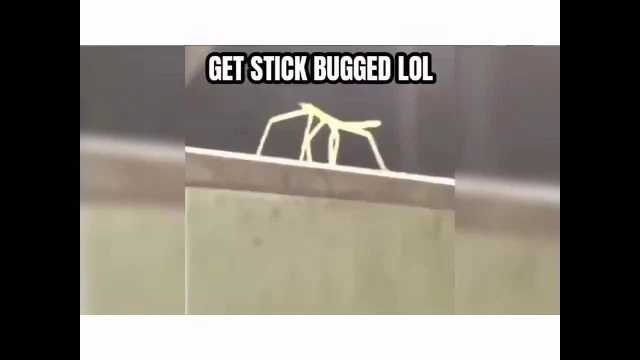 So you thought you were getting stick bugged? | Fandom