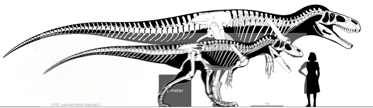Torvosaurus tanneri then (smaller one) and Torvosaurus tanneri now ...