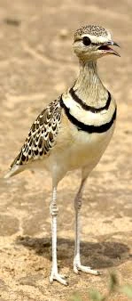 Gimme oc lore I am bored | Fandom