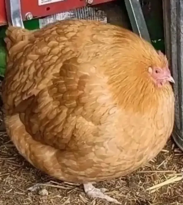 Oye alguien escucho de la actualización de pou de 2015 | Fandom