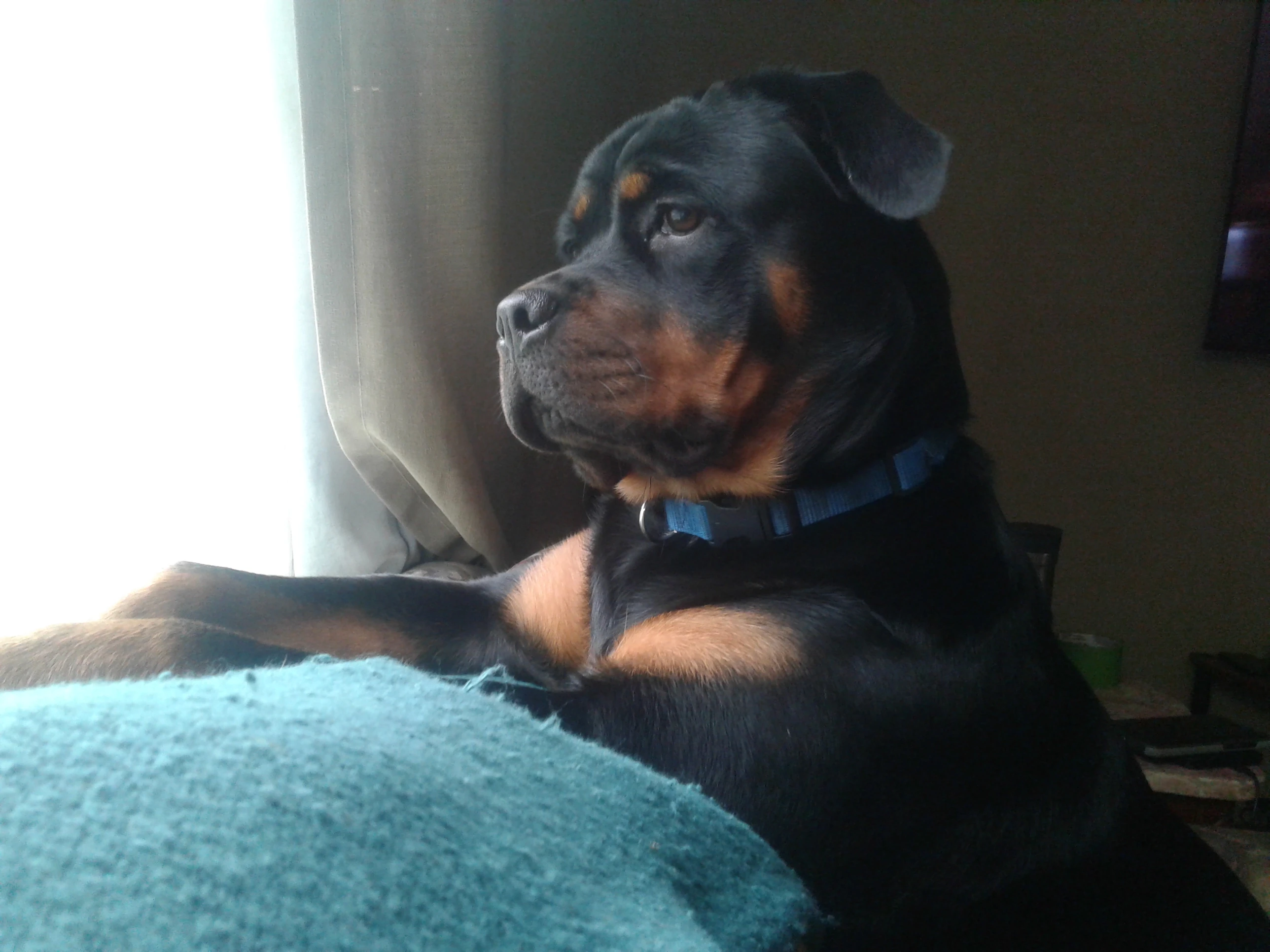 I haven't done a puppy post in a while so.. | Fandom