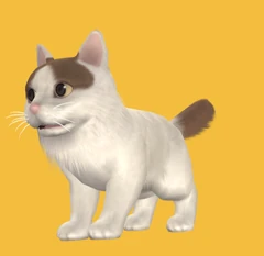 Petz: Catz 2 Cat Breeds Guide | @LeopardYiu's Storage Wiki | Fandom