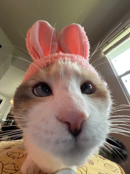 can som1 pweese pweese help with my profile #beggingandpraying 🙏🙏🙏 | Fandom