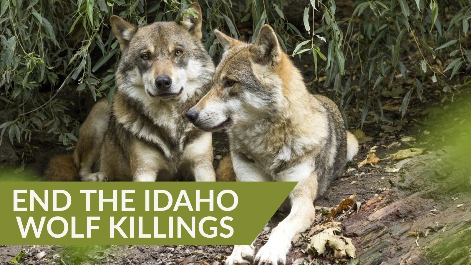 Idaho wolf slaughter | Fandom