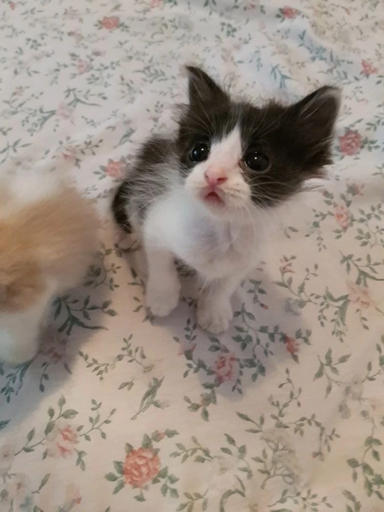 Whatever this cats name is my skrunkly | Fandom