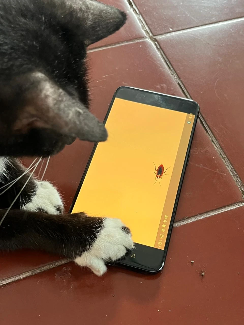 Daily Cat Image #911 | Fandom