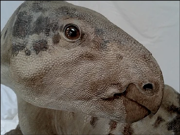 Discuss Everything About Dinopedia | Fandom