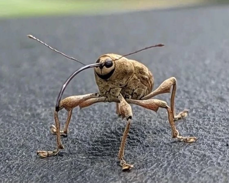 Here are some bugs I really like. | Fandom