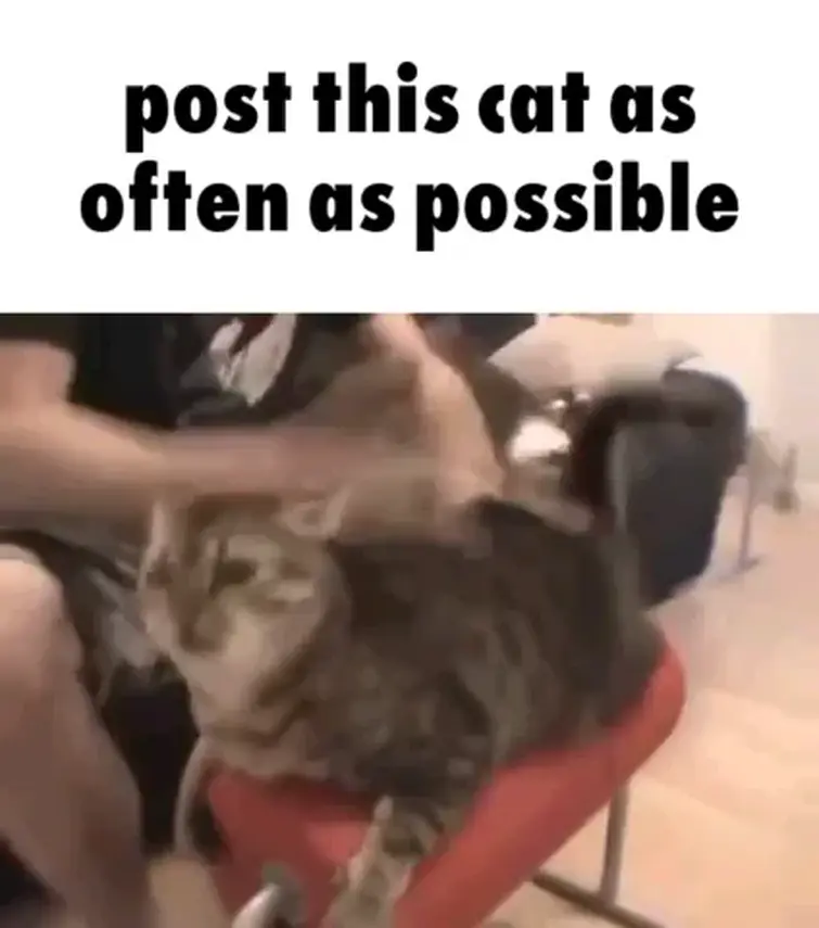 Post this cat as often as possible | Fandom