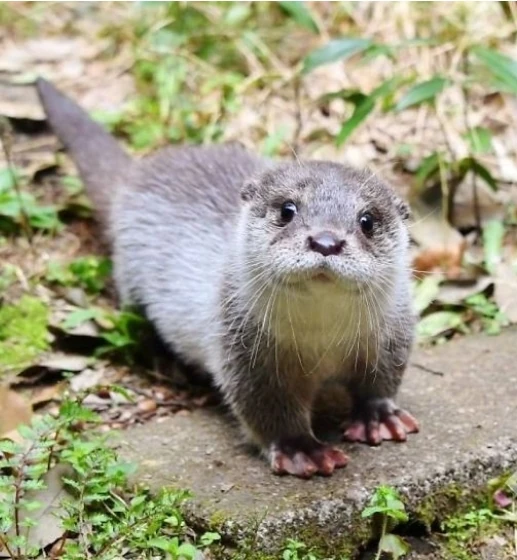 I guess I'm the God of Otters now.... | Fandom