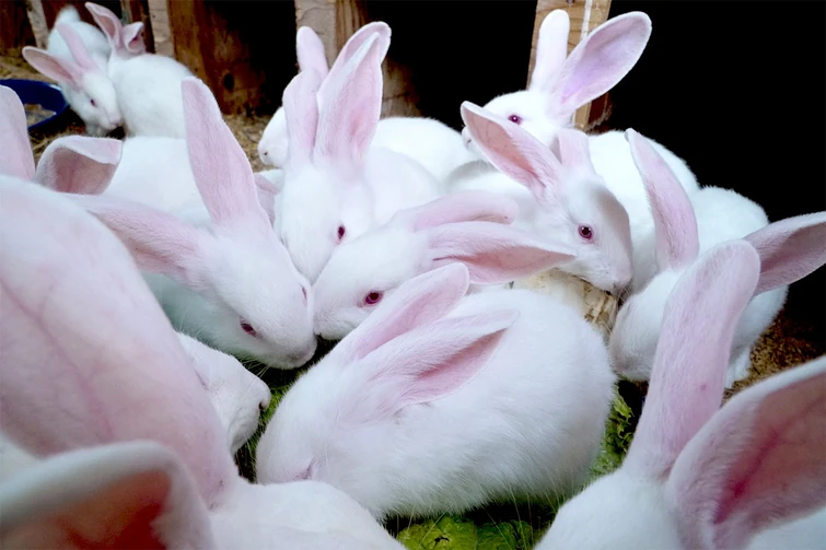 A pet rabbit named Daifuku appears in Wonderful Precure. So let me ...