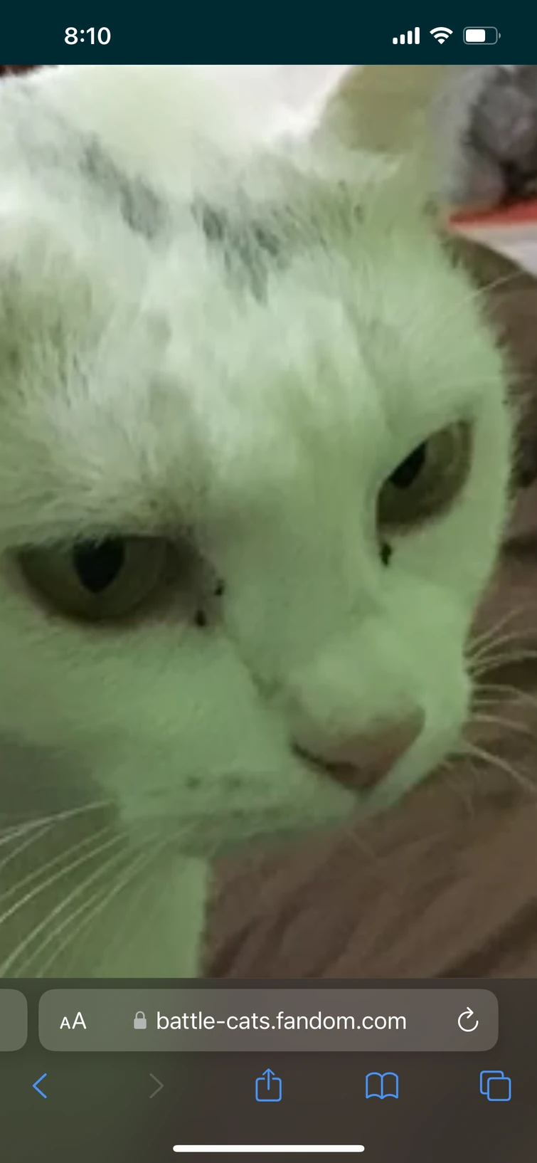 Daily cat image #703 | Fandom