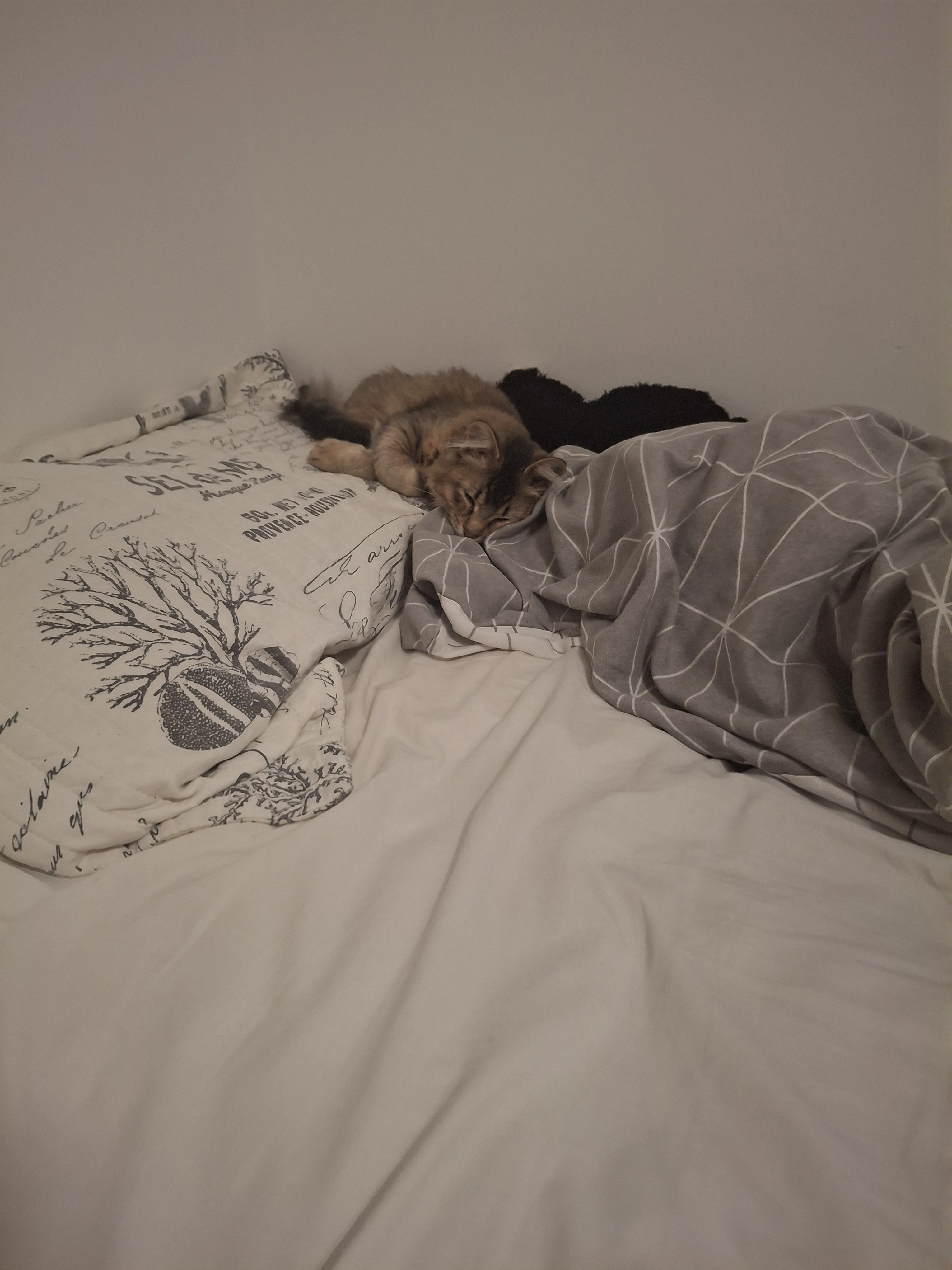 Everyone shut up! | Fandom