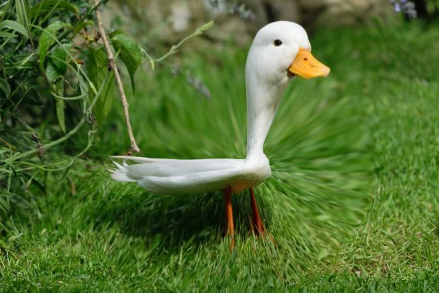 Deformed duck | Fandom