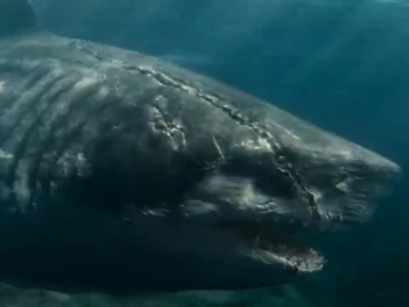 Which Megalodon is your favorite in the Meg movies? | Fandom