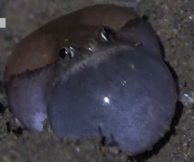 fanmade monsters in a shellnut | Fandom