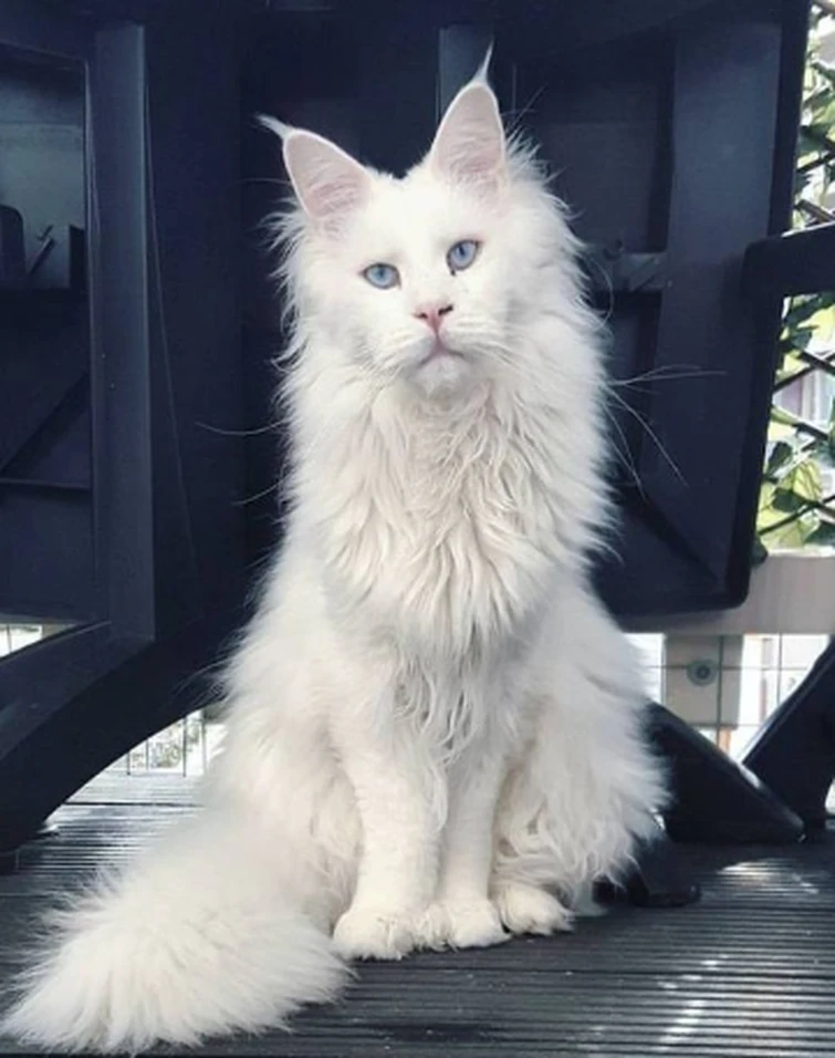 i have 3 maincoon cats! and 1 ???? Cat named twix | Fandom