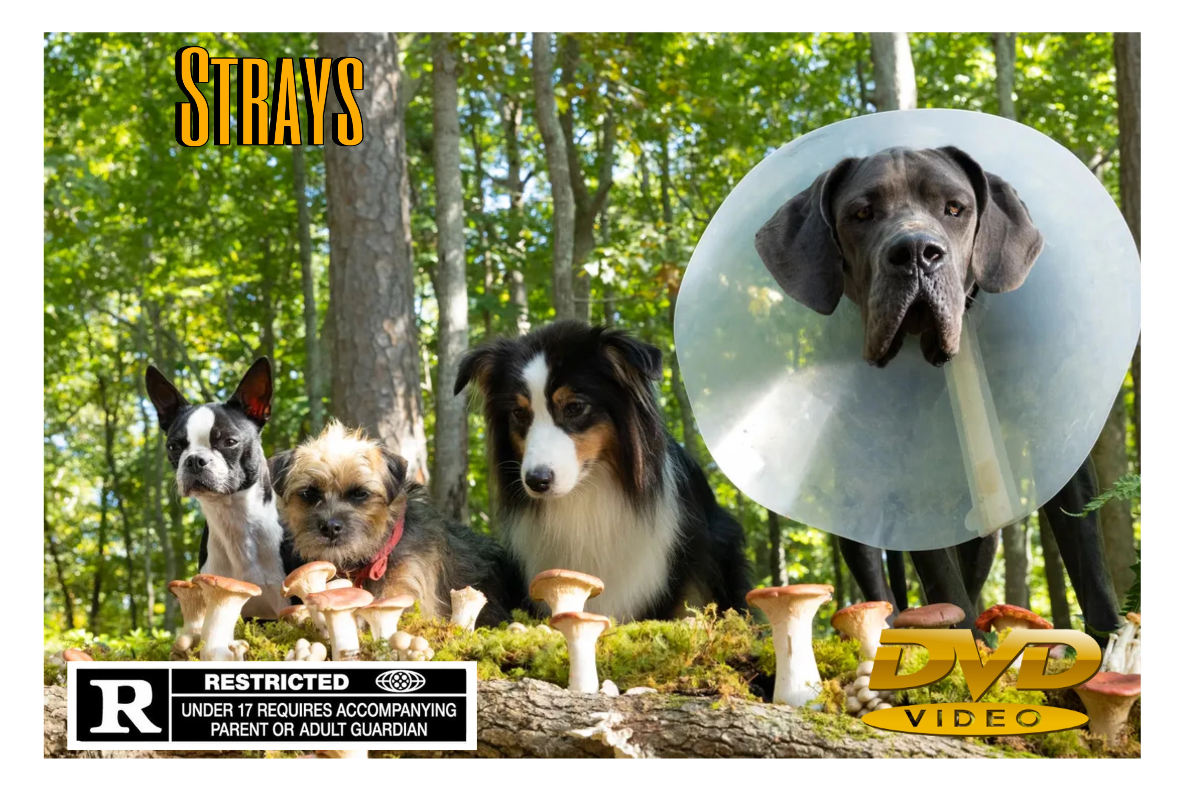 Fanmade Strays Poster By Me | Fandom