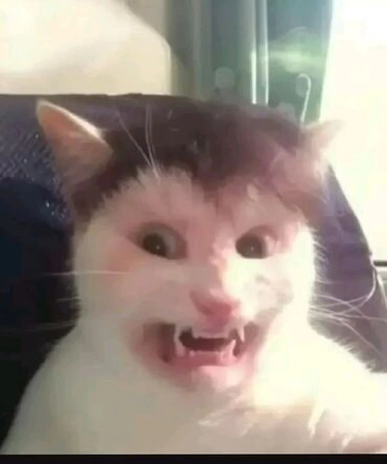 do u guys want funni images?? | Fandom