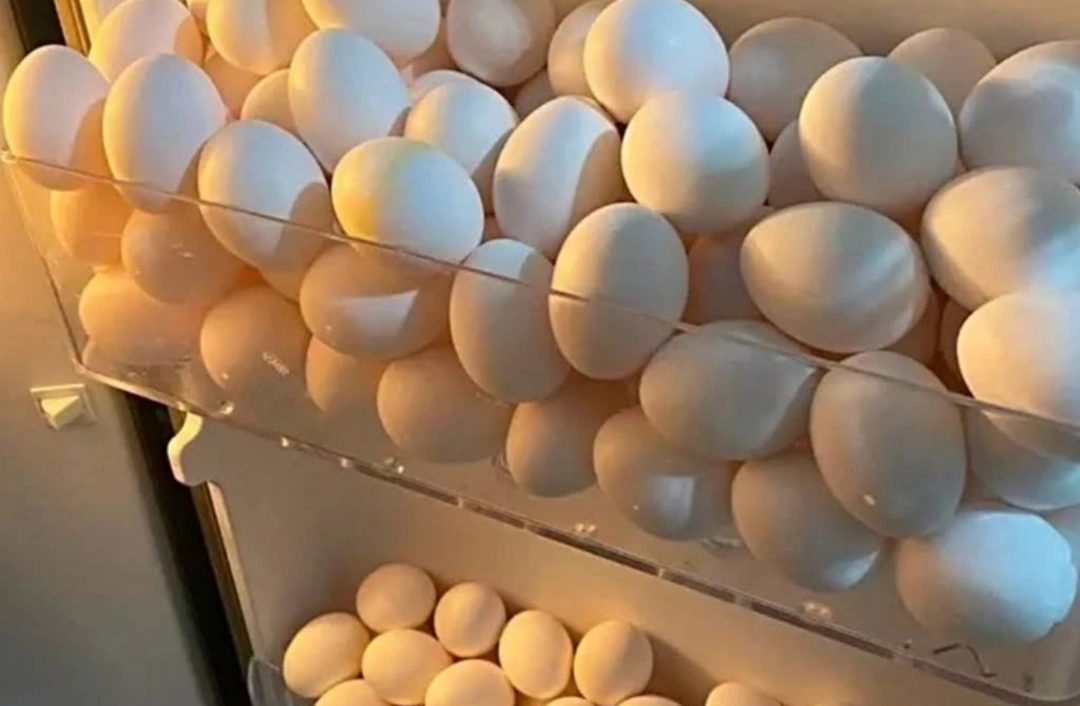 POV: you layed to many eggs in the recode | Fandom