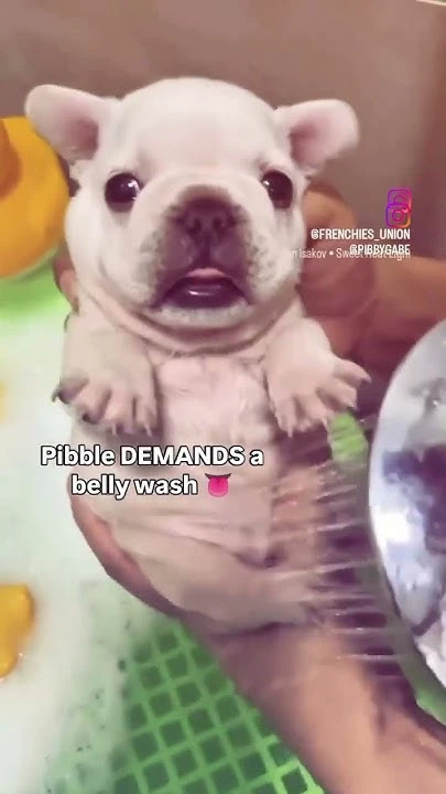 I am pibble | Fandom