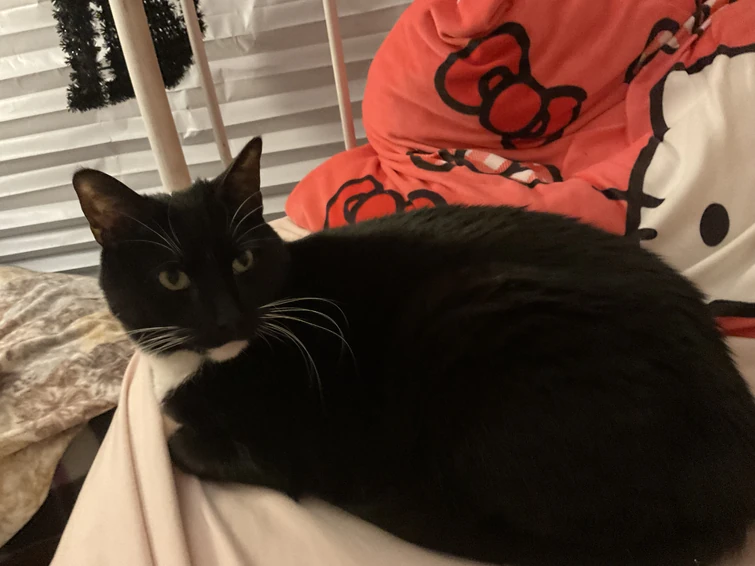 Daily Shadow - Day 77 | Fandom