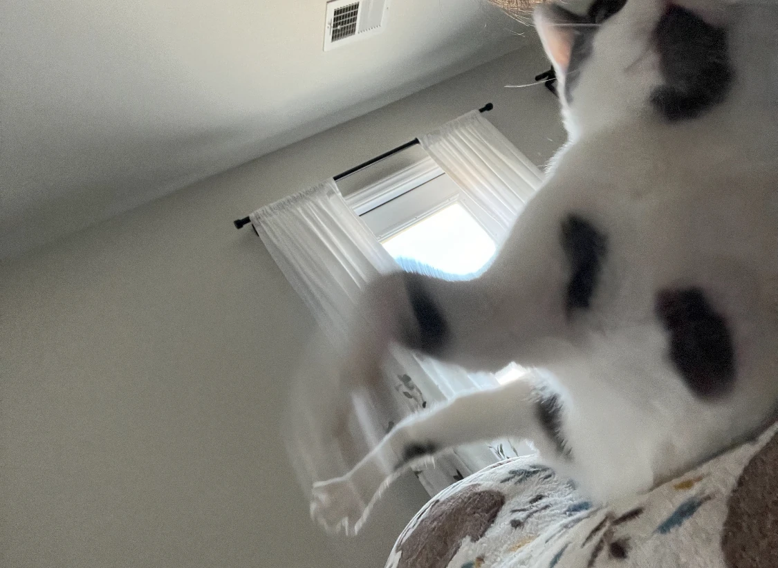 random photo of my cat mid-fall cause its funny | Fandom