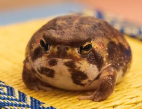 potato frog | Fandom