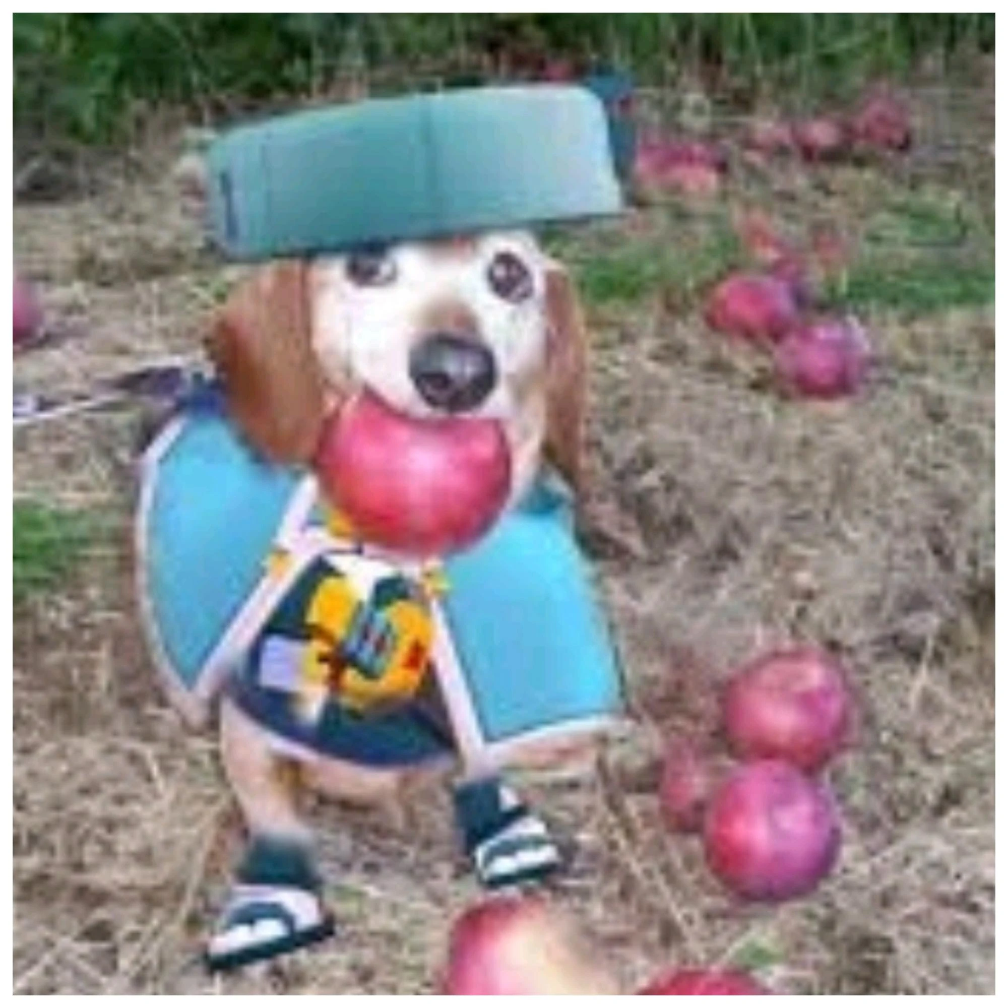 Results for my January pfp contest | Fandom