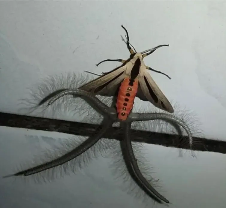 Jerald q and a | Fandom