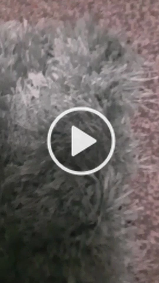 Before I sleep have this | Fandom