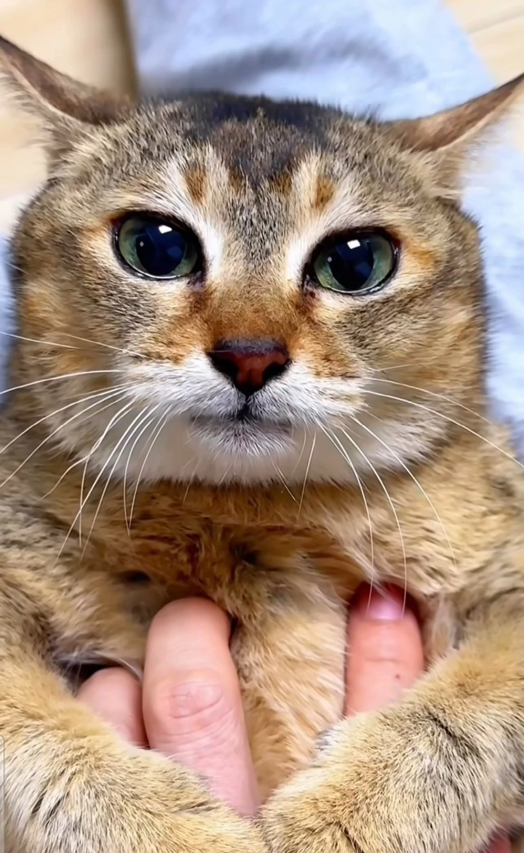 Yall fw mei mei? | Fandom