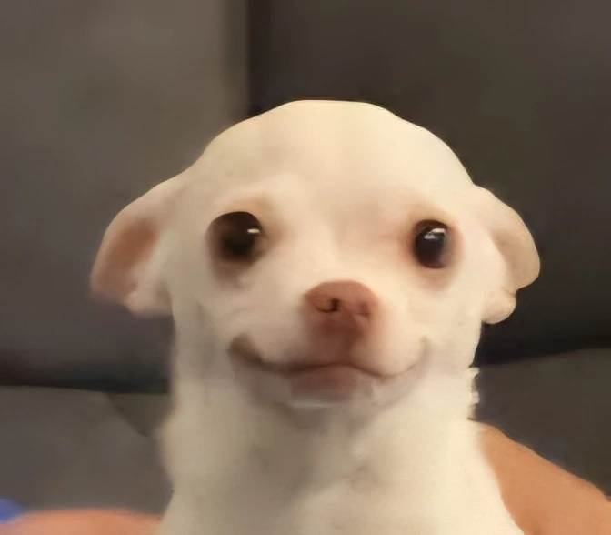 My New PFP is Niki the Chihuahua | Fandom