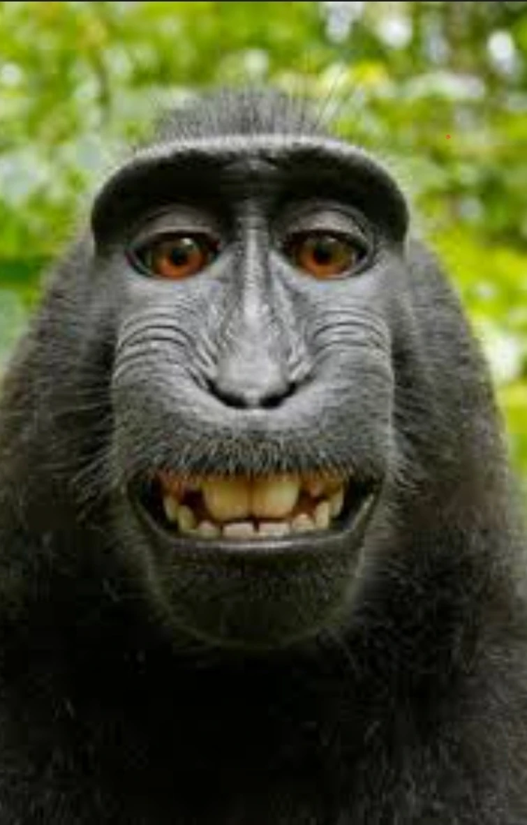 Fun fact angry muncis photo origonated from this photo of a monkey. Its ...