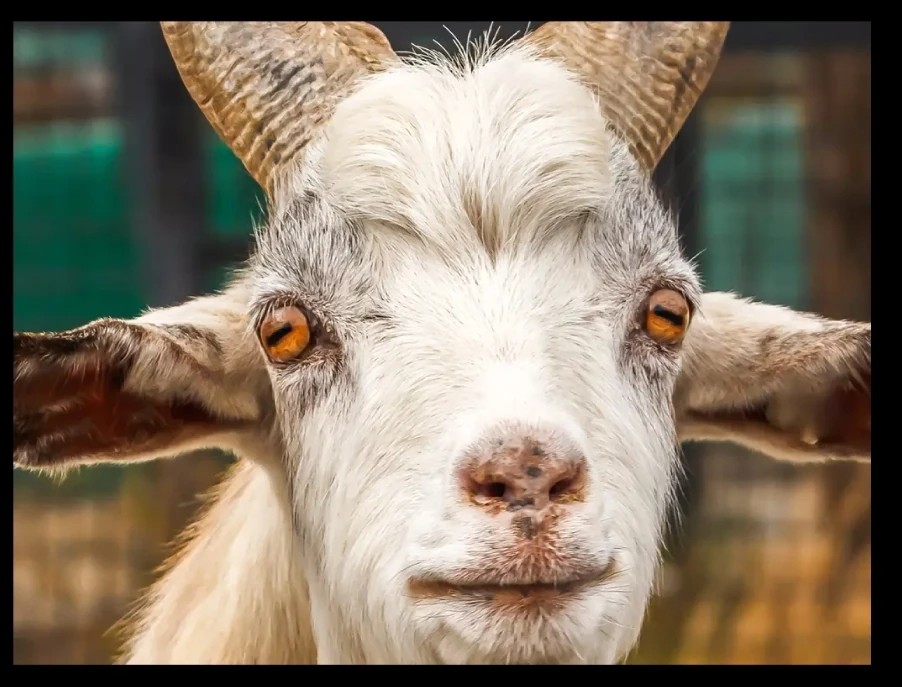 Goat Sage Mode😳😳😳 | Fandom